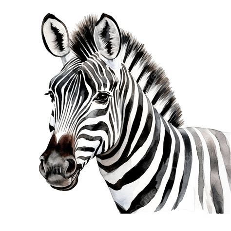 Watercolor Zebra Clip Art Watercolor Hand Drawn Clip Art Png