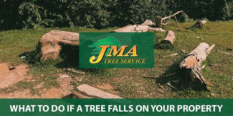 What To Do If A Tree Falls On Your Property During A Storm Jma Tree Service