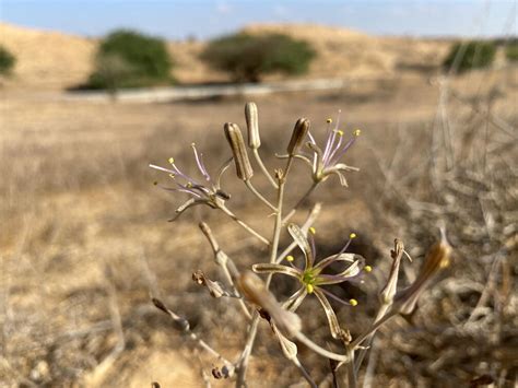 הזמן הלבן המלצות לטיולים בעקבות החצבים