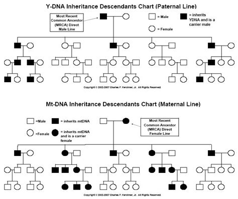 Xdna39s Helpful Inheritance Patterns In 2020 Dna