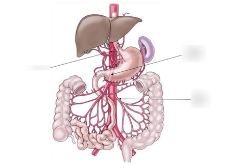 Diagram Of Git Anatomy Full Set Quizlet