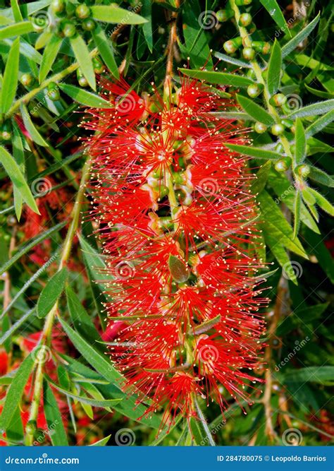 Callistemon Citrinus Stock Image Image Of Native Bottlebrush 284780075