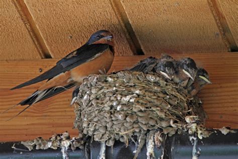 Barn Swallow Photos Birdspix