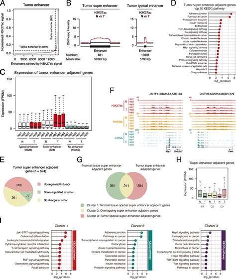 Super Enhancer In Tumor Involved In Breast Cancer Tumorigenesis A Download Scientific Diagram