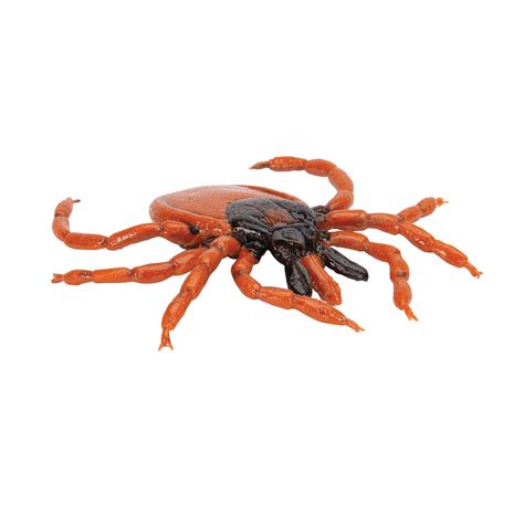 Model Of A Tick Ixodes Ricinus Which Has Been Enlarged Eanatomi