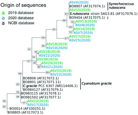 Illustration Of The Phylogenetic Relationship Of The Synechococcus Spp