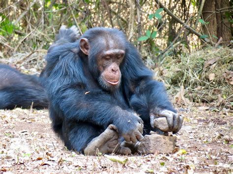 Cracking Chimpanzee Culture More Similar To Human Culture Than Often