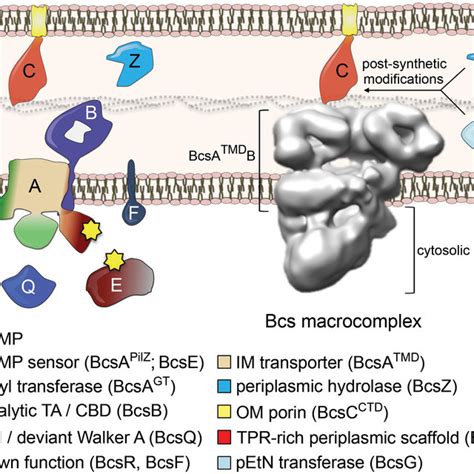 E Coli Like Cellulose Secretion Systems Left Thumbnail Download Scientific Diagram