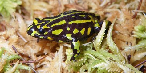 Corroboree Frogs 101 Australias Strikingly Patterned Amphibians