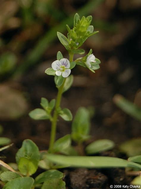 Thyme Leaf Speedwell Ground Cover At Raymond Eudy Blog
