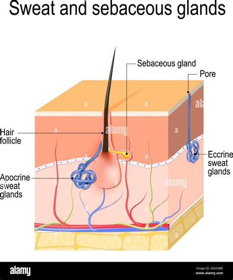 Sweat Glands Apocrine Eccrine And Sebaceous Gland Cross Section Of
