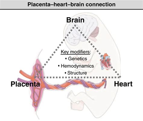 Neuroplacentology In Congenital Heart Disease Placental Connections To
