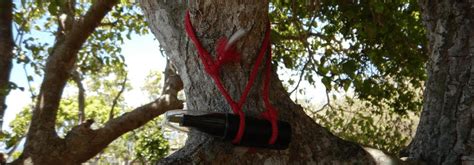 data logger deployed on a tree branch in plot gt05 download