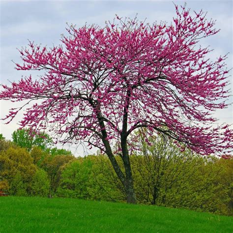 Eastern Redbud Leaf