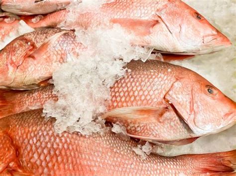 Whole Frozen Red Snapper Trapani Global Trade Bv