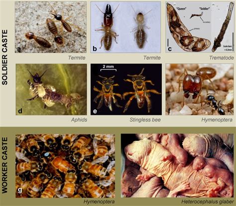 The Worker And Soldier Castes In Eusoical Societies A Termite Soldier
