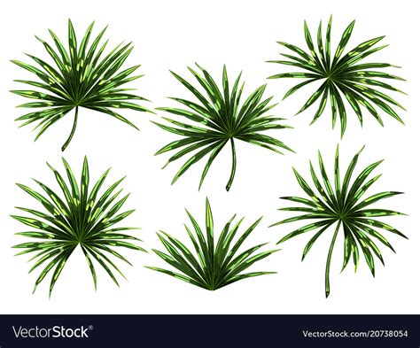 Set Of Tropical Palm Leaves Royalty Free Vector Image