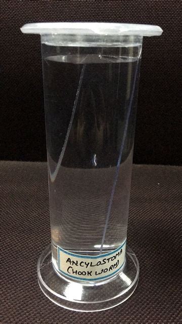 Specimen Of Hookworm Formalin Skyline Educational Labs