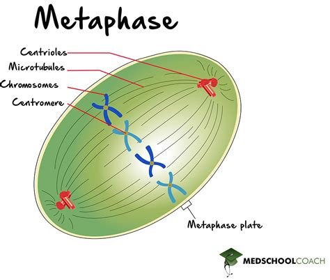 Mitosis Mcat Biology Medschoolcoach