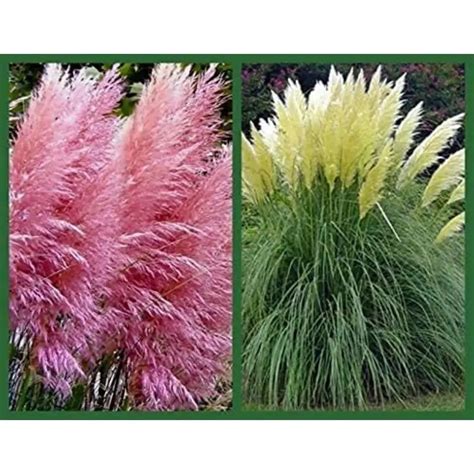 Giant White Pampas Grass Seeds 1 000 Seeds Made In Usa Ornamental