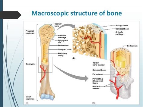 Bone Cancer