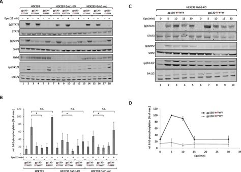 The Multi Site Docking Protein Grb2 Associated Binder 1 Gab1 Enhances Interleukin 6 Induced