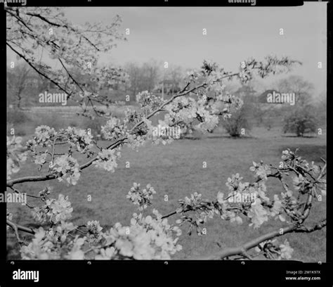 Arnold Arboretum Botanical Gardens Cherry Trees Arnold Arboretum Leon Abdalian Collection