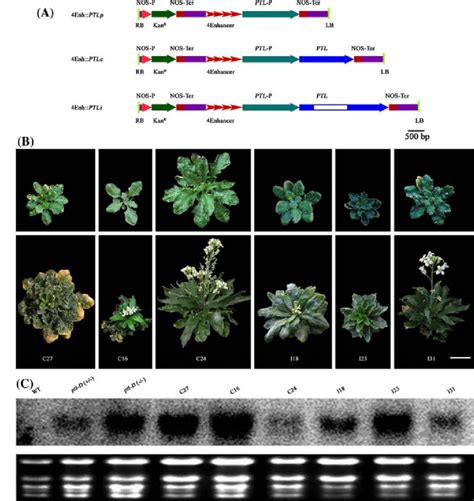 Phenotype Recapitulation Of The Mutant A The Ptl Over Expression
