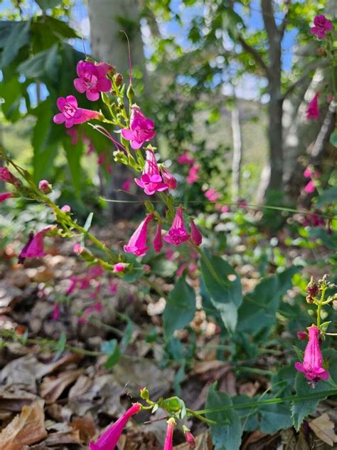 Penstemon Triflorus