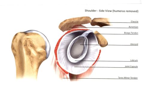 Shoulder Joint Labrum