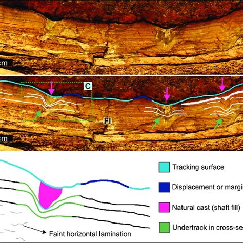 Interpretive Outlines Of Cross Sectional U Shaped Structures In The Download Scientific