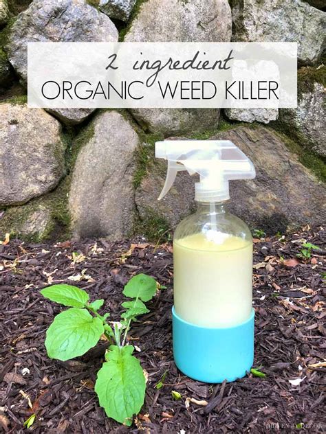 How To Make Organic Grass Killer