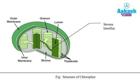 Plant Cell Definition Structure And Types Aesl