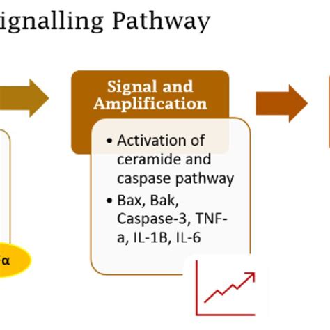 Five Phase Pathobiological Model Of Oral Mucositis Based On This