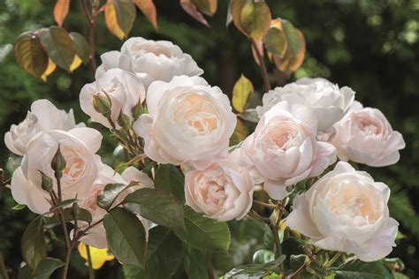 The New Zealand Rose Society Official Website