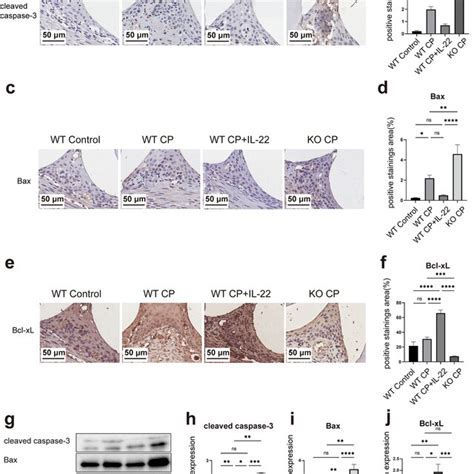 Effect Of Il 22 On Cell Apoptosis In Mouse Gingival Tissues Af Ihc
