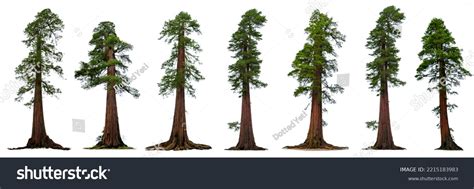 Redwood Tree Collection Sequoia Trees 3d Stock Illustration 2215183983 Shutterstock
