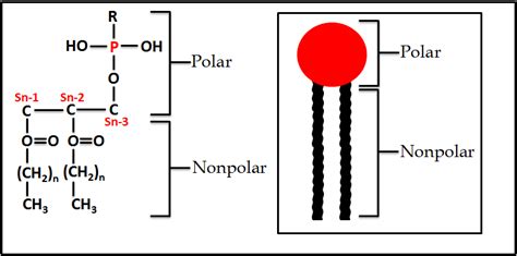Simple Lipid Molecule