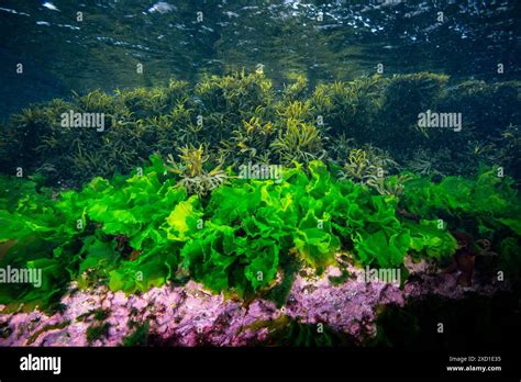 Underwater Reef Covered With Green Seaweed Brown Seaweed And Red
