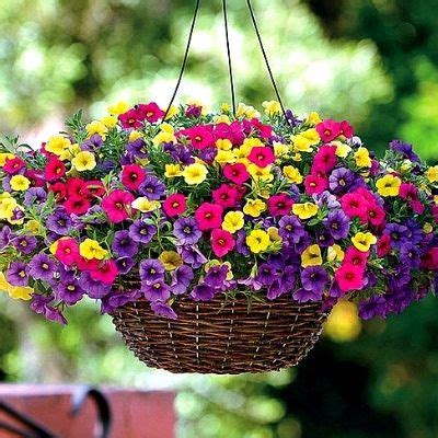 Calibrachoa In A Hanging Basket Mixed Colors Container Water Gardens