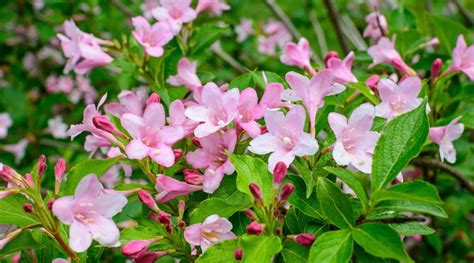 Pink Flowering Shrubs