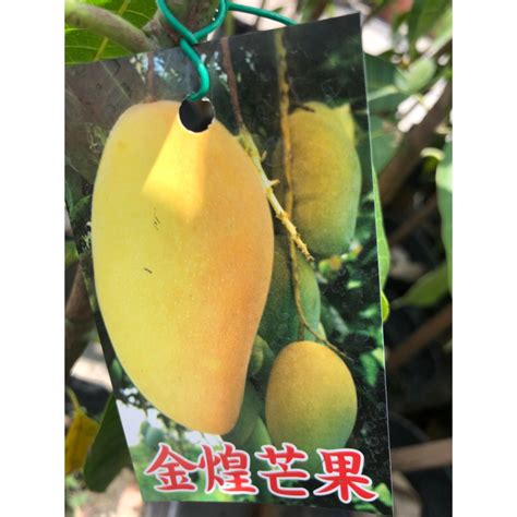 金煌 芒果 🥭｜4吋苖植袋～嫁接果樹苗木⋯ 蝦皮購物