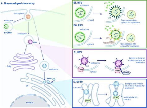 Mechanisms Of Non Enveloped Virus Membrane Penetration A After