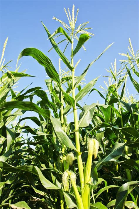 Corn Farm Eleven Stock Image Image Of Green Outdoor 66775243