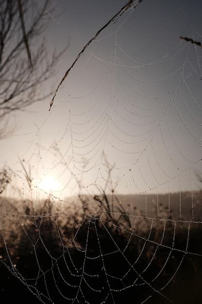 Spider Sky Images Free Download On Freepik