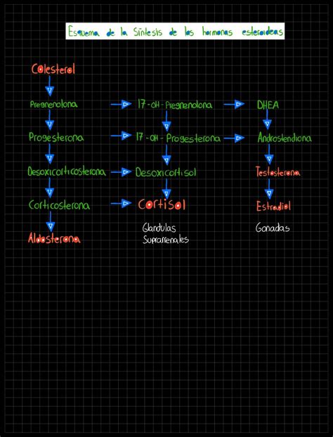 Esteroidogénesis 3 Notability Gallery