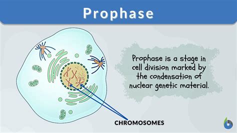 Prophase Definition