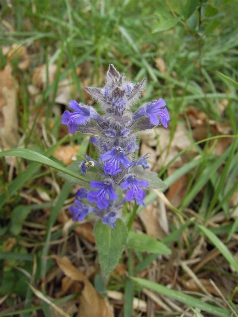 [식물]조개나물 식물 생물종 Bric