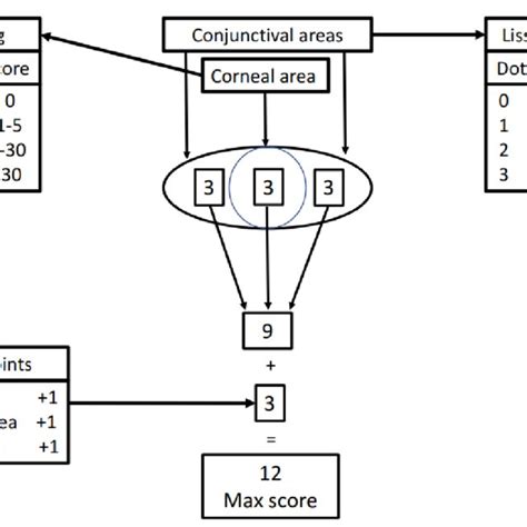 Ocular Staining Score Oss A Graphical Representation Of The Scoring