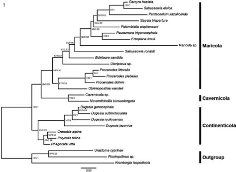 maximum likelihood tree based on 18s ribosomal dna sequences numbers